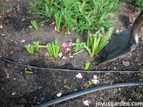 How To Prepare and Plant A Flower Bed