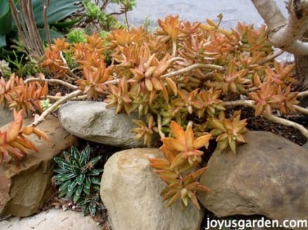How To Take Cuttings Of Sedums