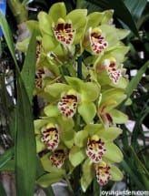 Cymbidium Orchid Care