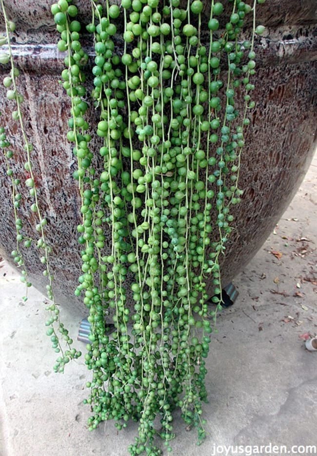 Growing String Of Pearls Plant Growing String Of Pearls Plant