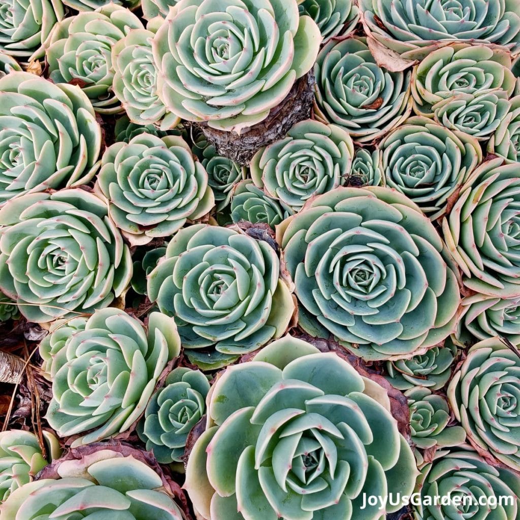 Hens And Chicks: The Succulent That Keeps On Giving