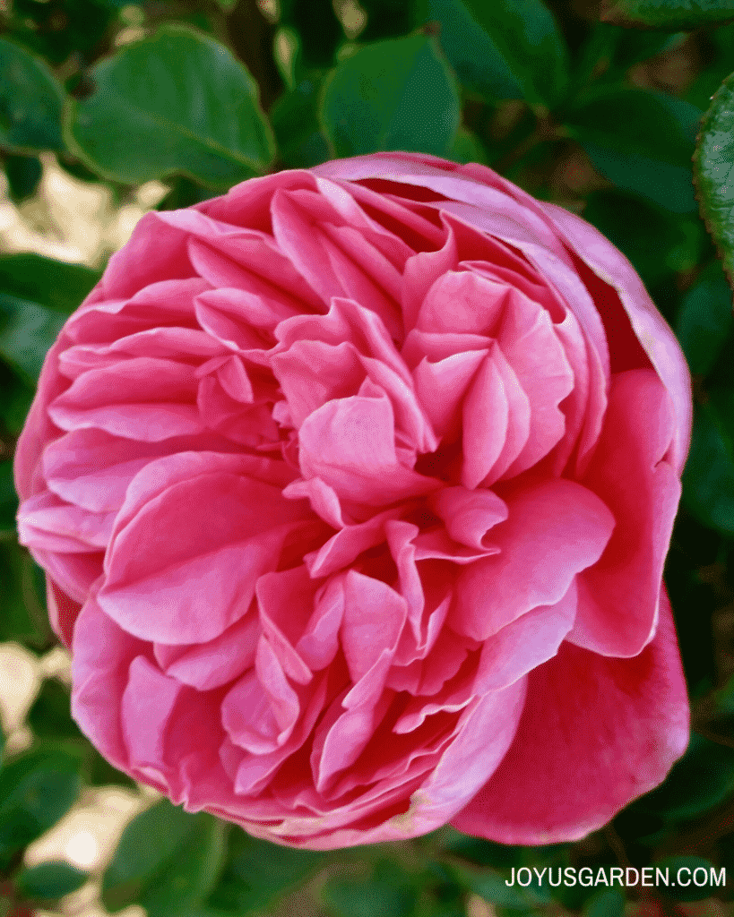 The Best Way To Feed Roses Organically & Naturally
