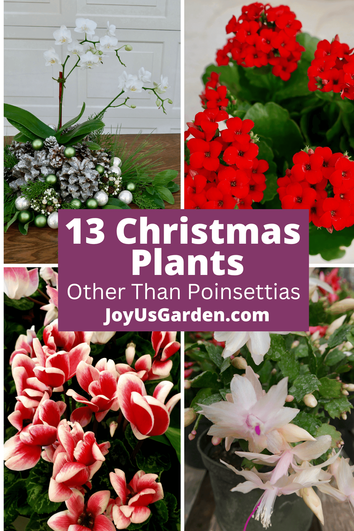 Christmas Plants and Flowers: 13 Choices Other Than Poinsettias