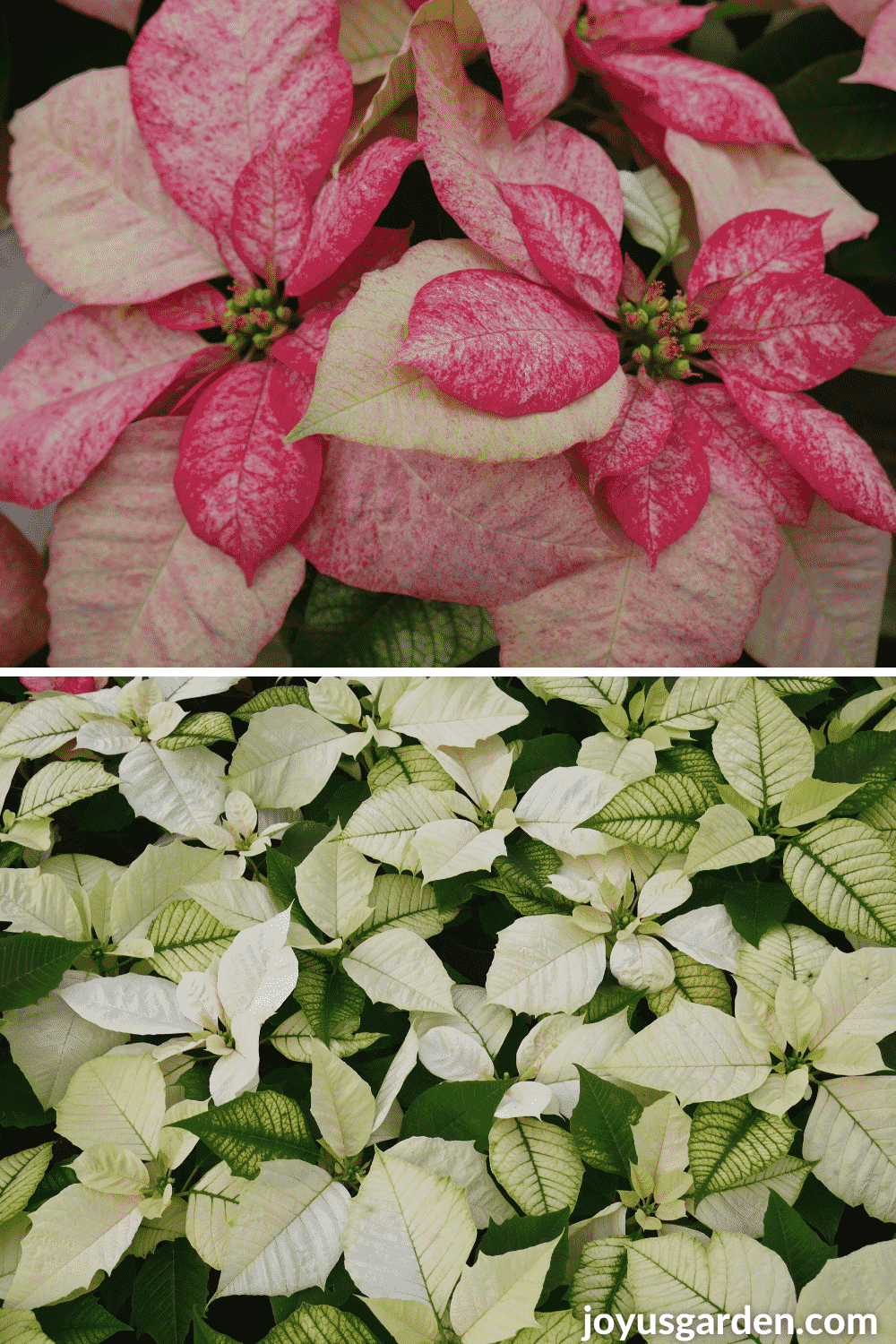 Poinsettia Plant Care: Tips To Keep Yours Healthy This Holiday Season