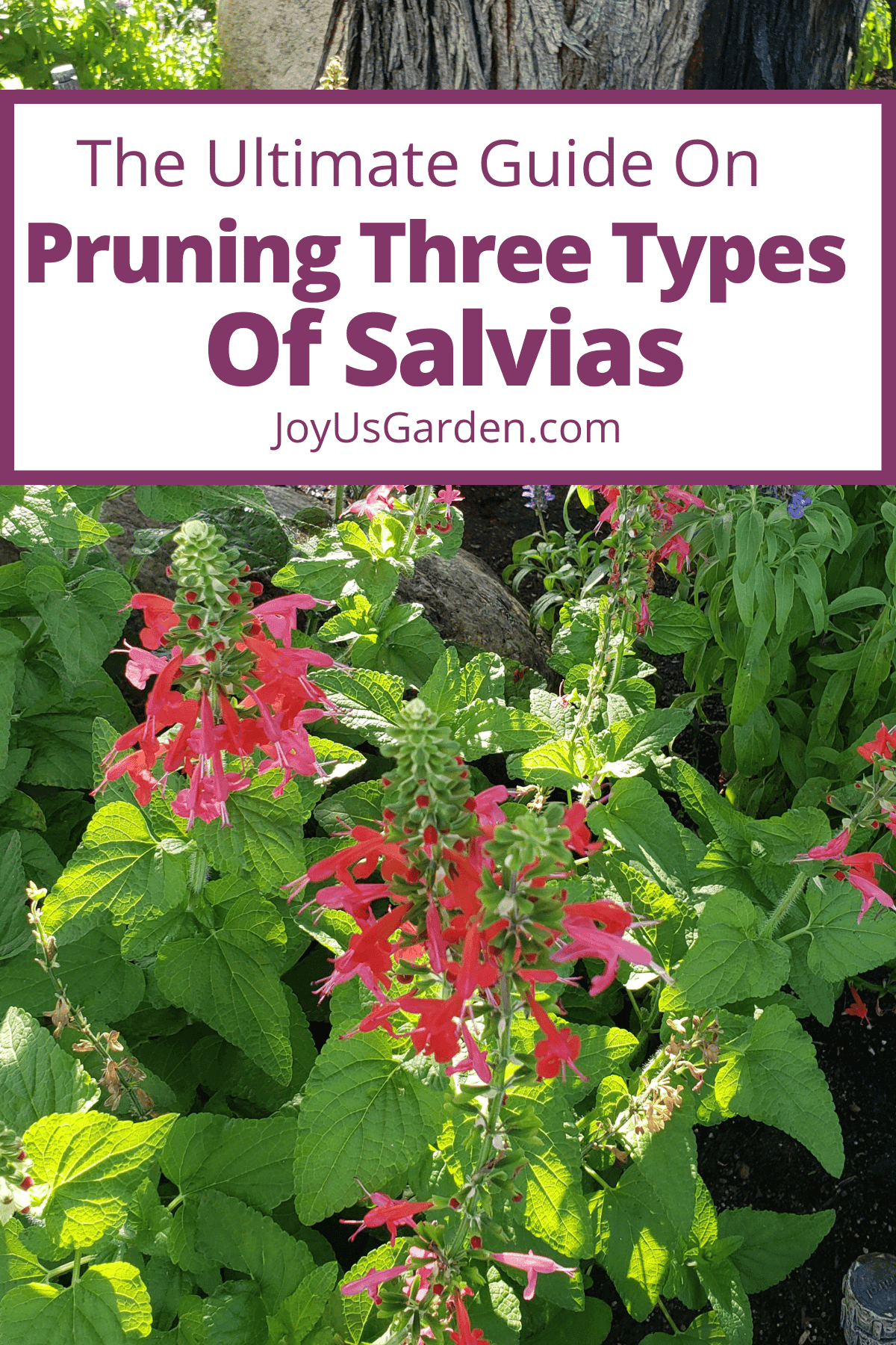 Pruning Salvias: How To Prune 3 Different Types of Salvias