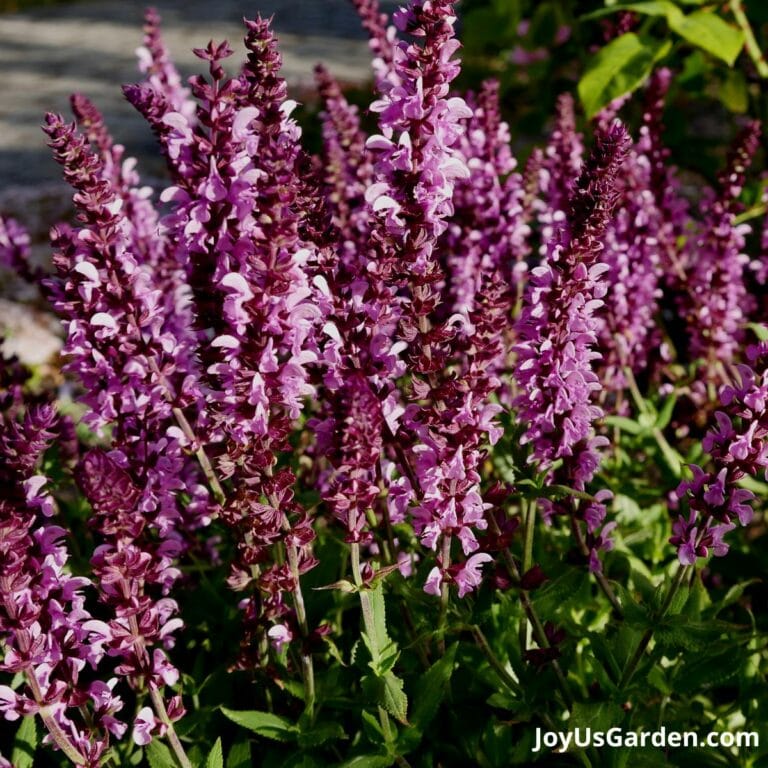 Pruning Salvias: How To Prune 3 Different Types of Salvias