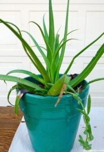 7 Reasons To Love The Very Cool Spider Agave (Squid Agave)