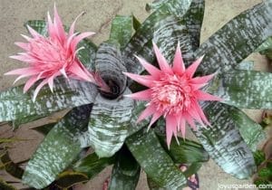 Aechmea Fasciata Care: How To Grow A Vase Or Urn Plant
