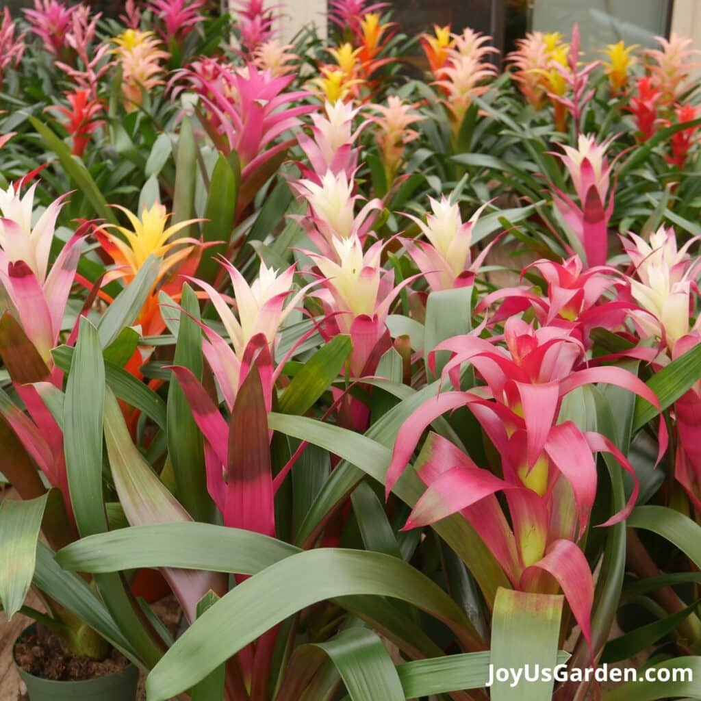 Guzmania Bromeliad Care & Growing Guide (2025 )