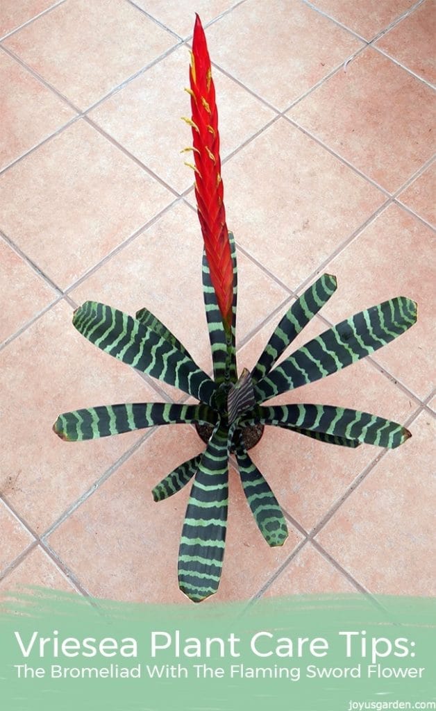 Vriesea Plant Care Tips: Growing Flaming Sword Bromeliads