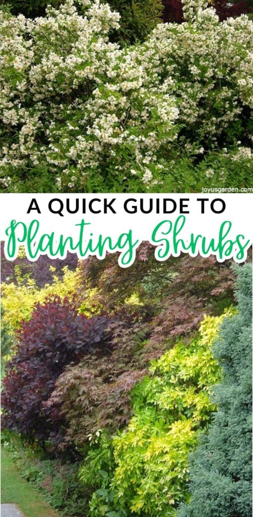 How To Successfully Plant Shrubs In The Garden | Joy Us Garden