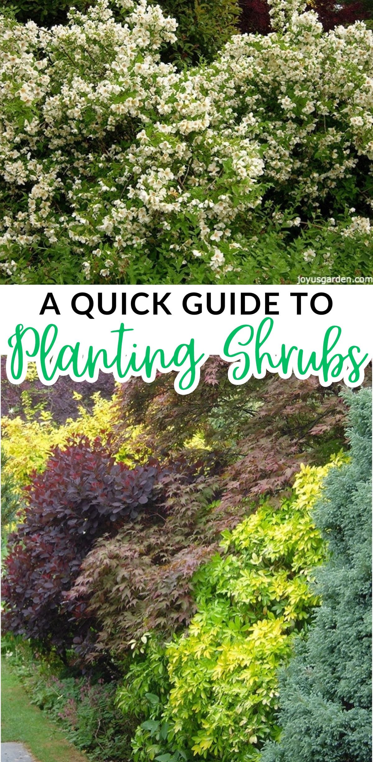 How To Successfully Plant Shrubs In The Garden | Joy Us Garden