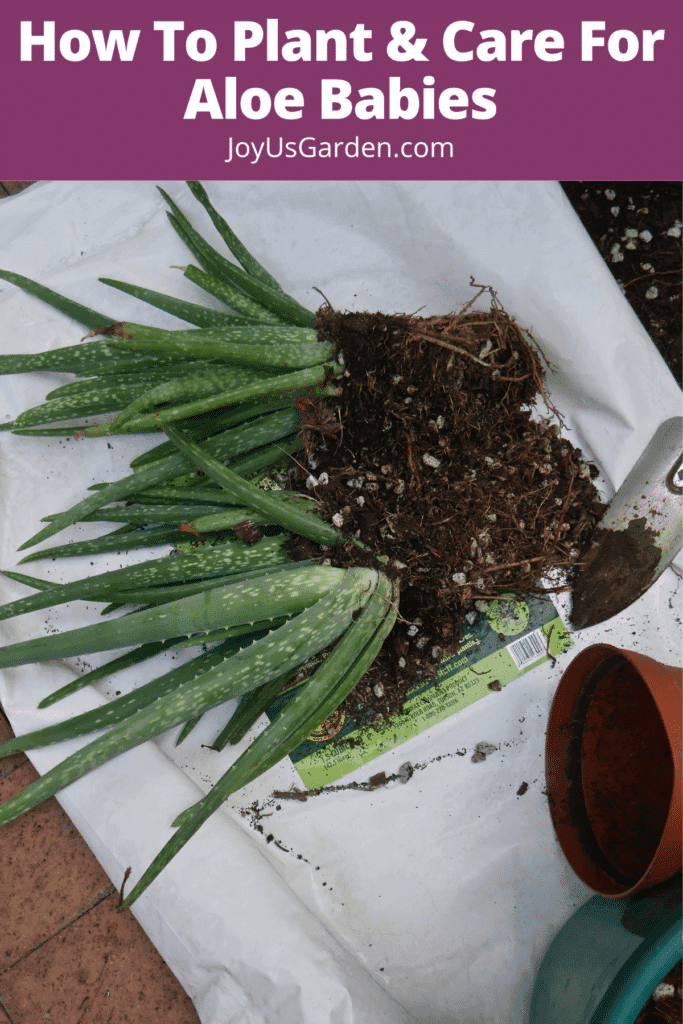 Aloe Vera Pups: Planting & Caring For Aloe Babies (2025 Guide)