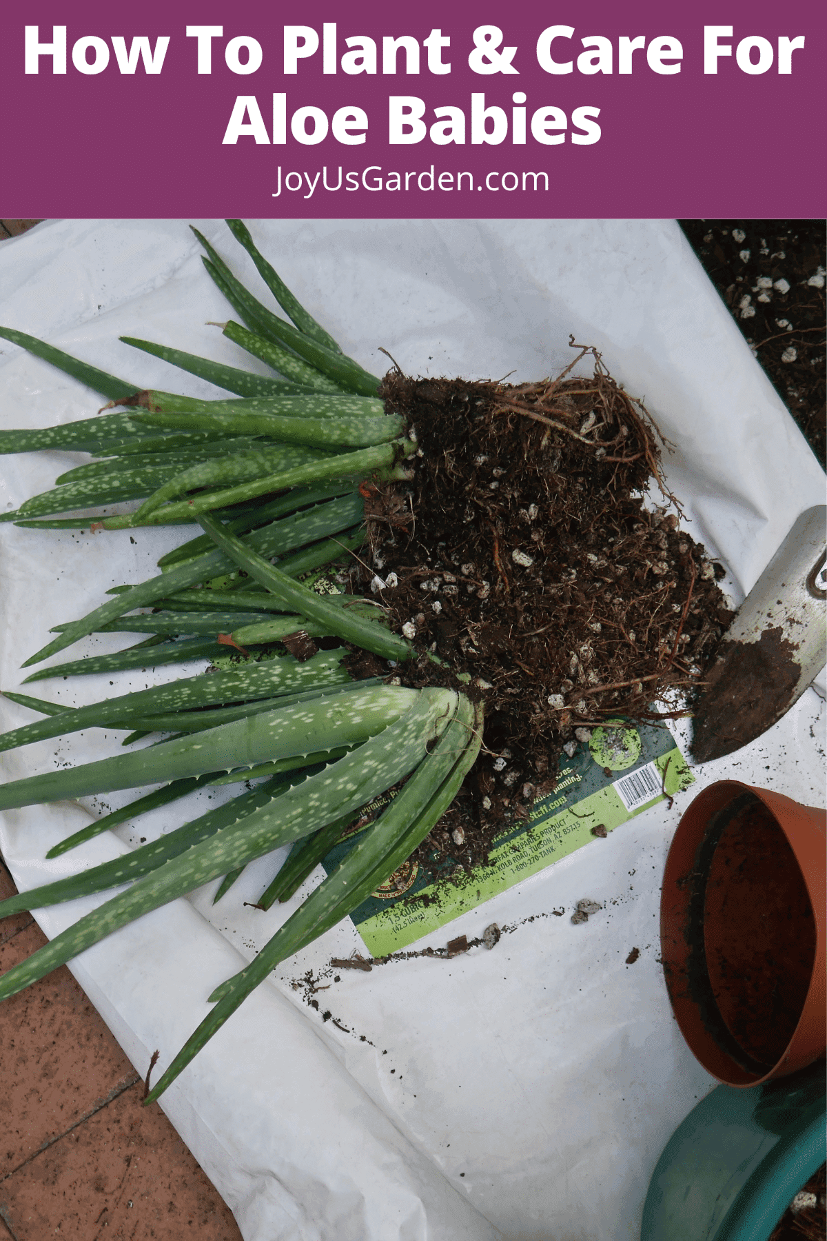 Aloe Vera Pups: Planting & Caring For Aloe Babies (2025 Guide)