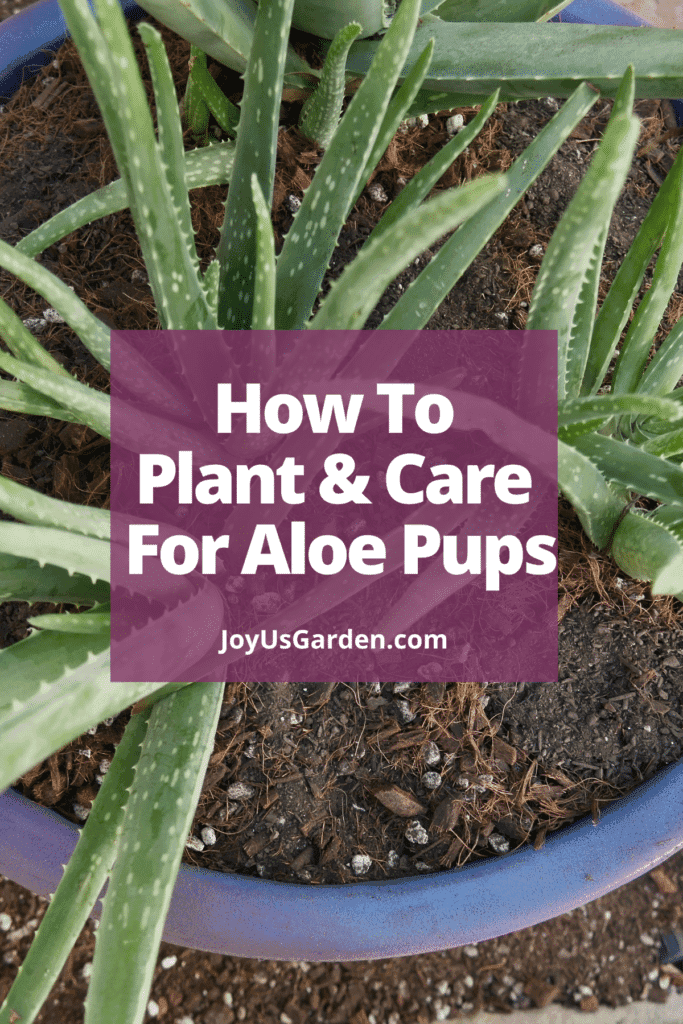 Aloe Vera Pups: Planting & Caring For Aloe Babies (2025 Guide)