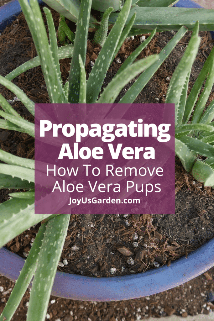 Propagating Aloe Vera: Easy Way To Get More Plants (2025 Guide)