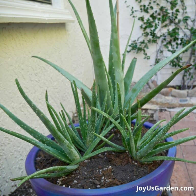 Propagating Aloe Vera: Easy Way To Get More Plants (2025 Guide)