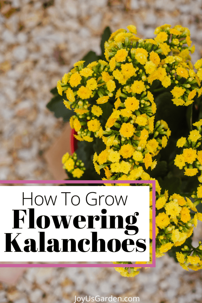 Flowering Kalanchoes: How To Grow These Blooming Succulents