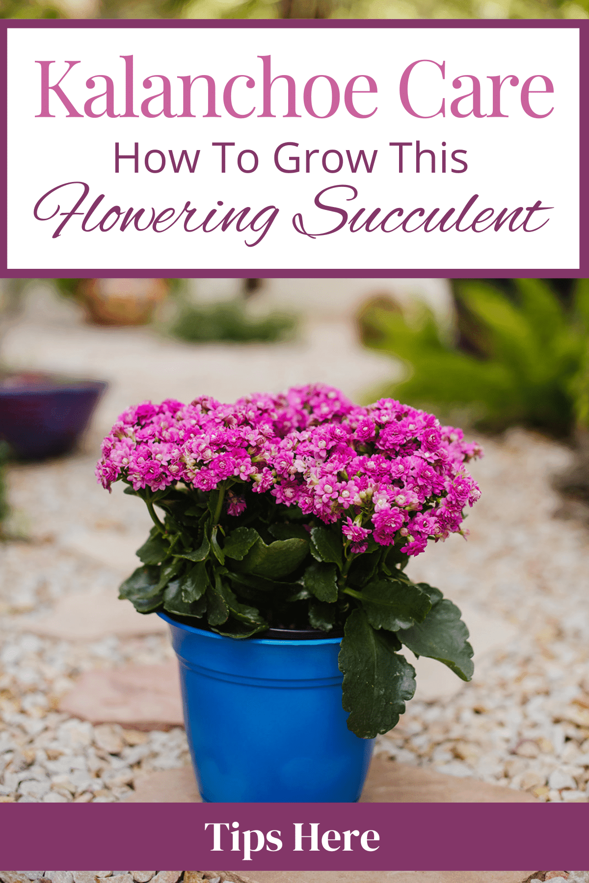 Flowering Kalanchoes: How To Grow These Blooming Succulents