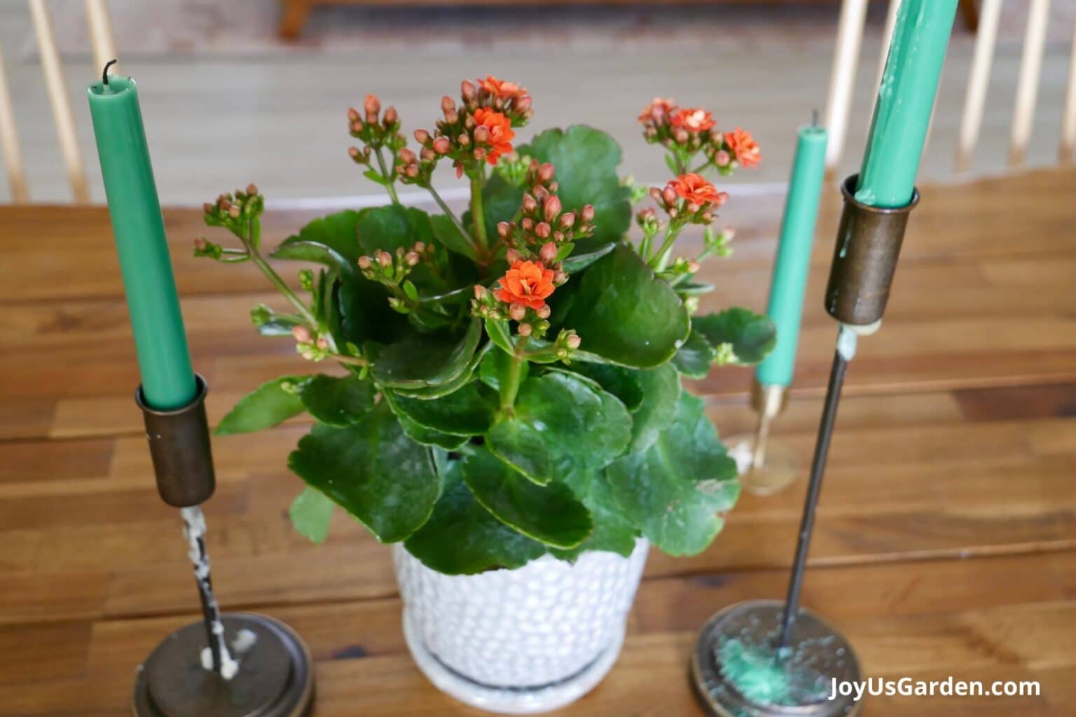 Flowering Kalanchoes: How To Grow These Blooming Succulents