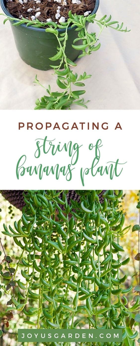 Propagating My String Of Bananas Plant Is Fast & Easy