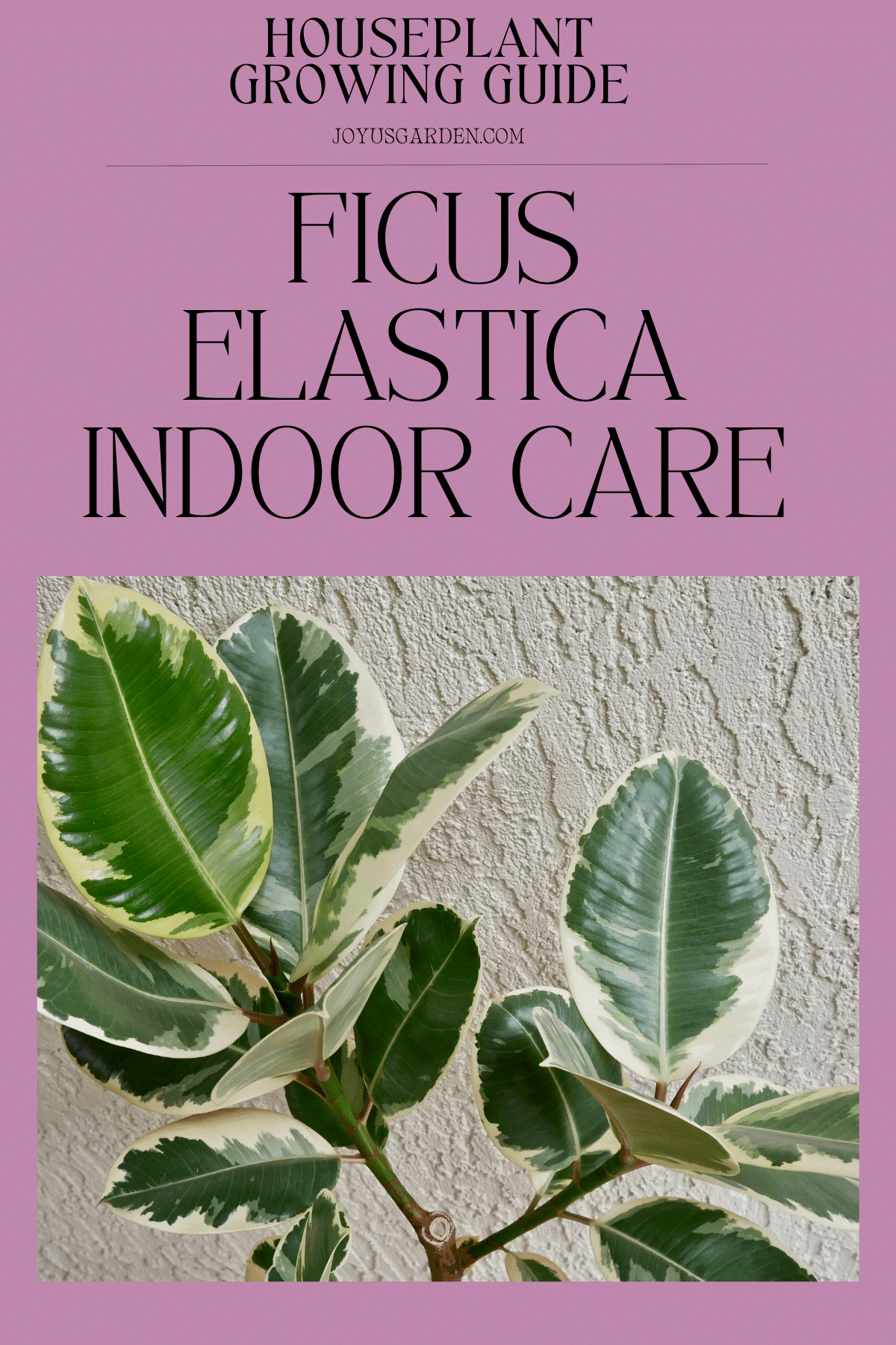 Rubber Plant Care: A Ficus Elastica Growing Guide