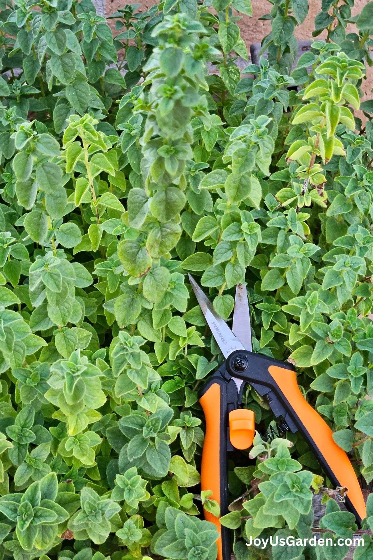 How To Prune Oregano: Tips For Cutting Back This Popular Herb