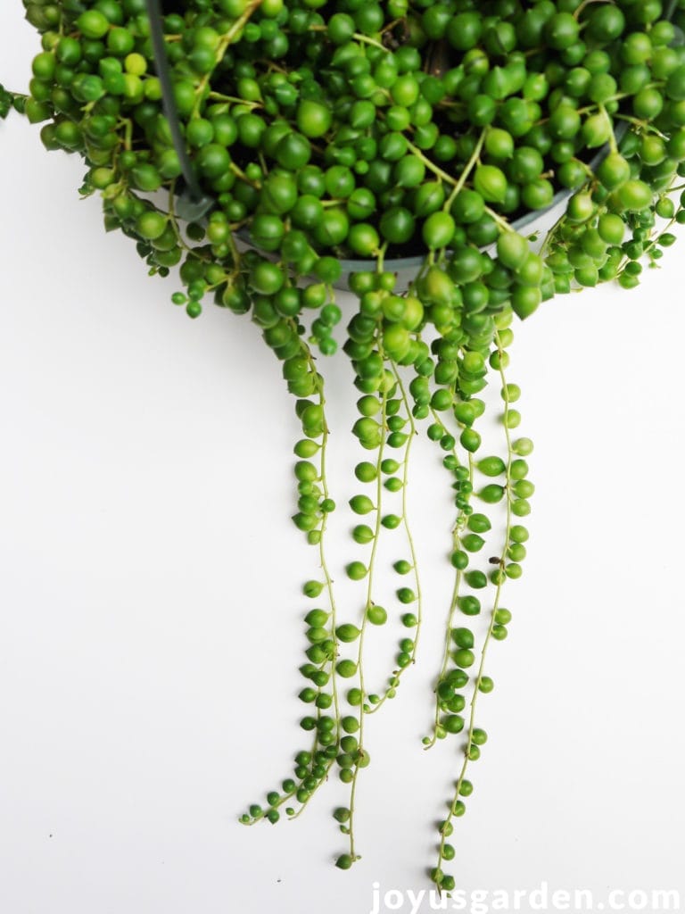 String Of Pearls Plant: 10 Reasons Why Yours Isn't Growing Indoors String Of Pearls Plant: 10 Reasons Why Yours Isn't Growing Indoors
