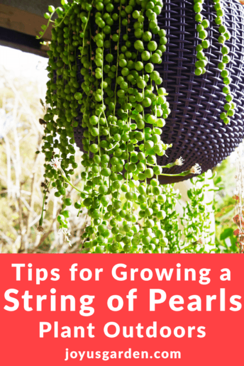 Tips For Growing a String of Pearls Outdoors Tips For Growing a String of Pearls Outdoors