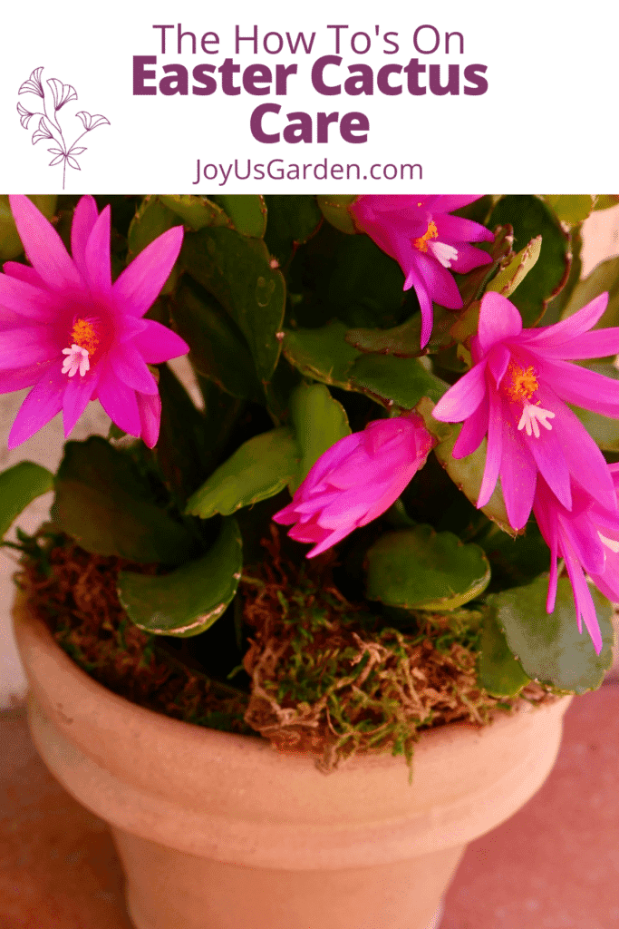 Easter Cactus (Spring Cactus) Care Guide 2024