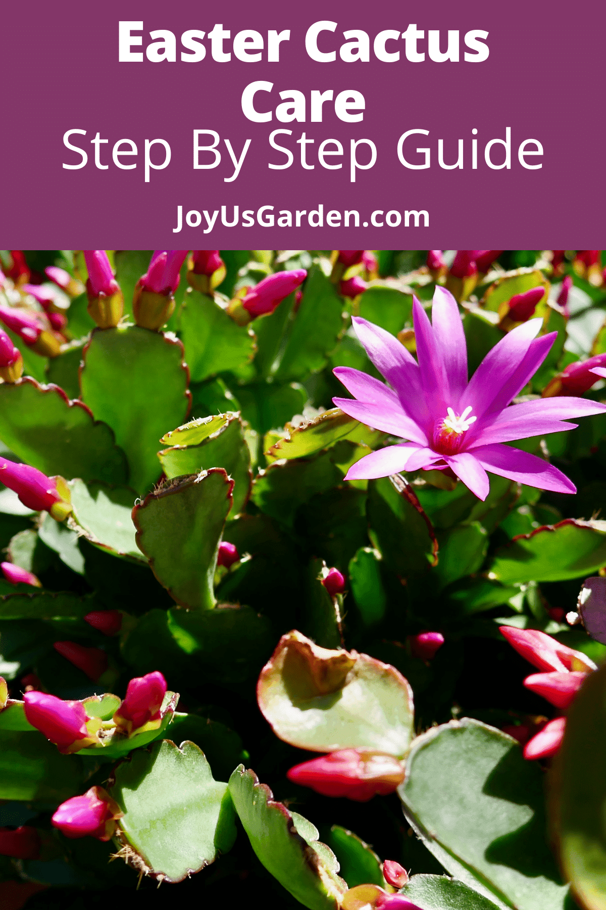 Easter Cactus (Spring Cactus) Care Guide 2025