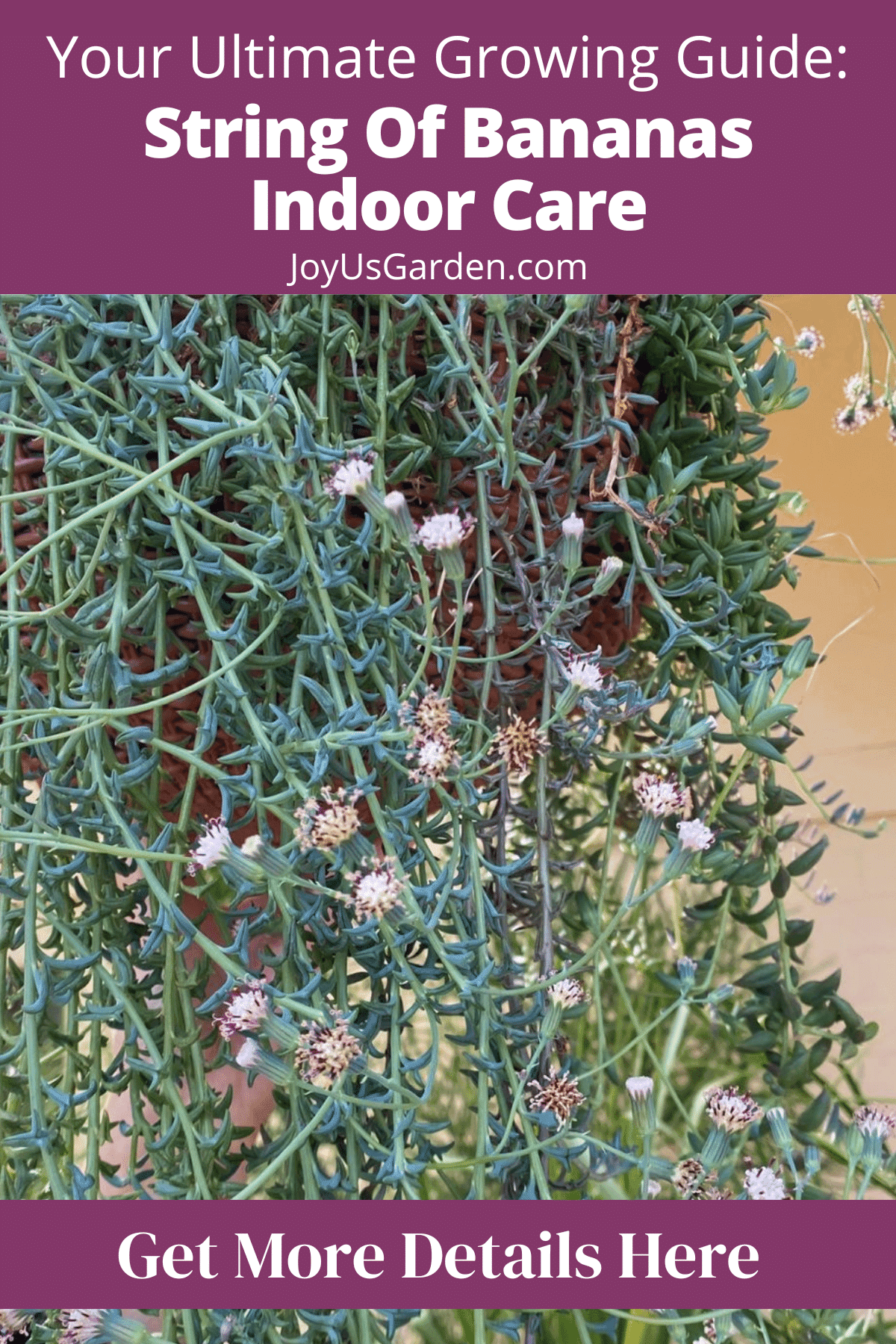 String Of Bananas : Growing This Hanging Succulent (2025 Guide)