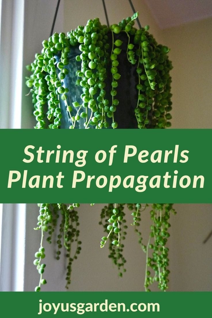 Propagating A String Of Pearls Plant Made Simple
