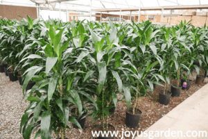 Dracaena Lisa Houseplant Care Guide | Joy Us Garden