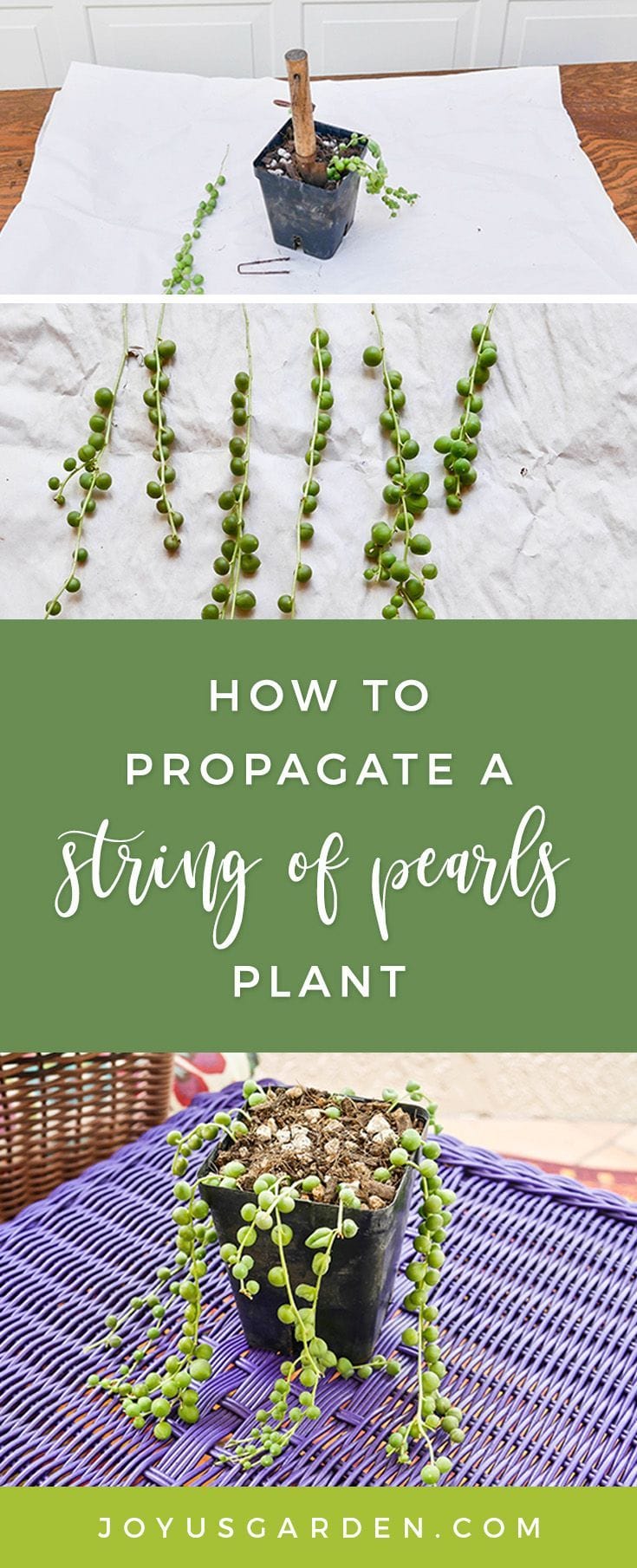 Propagating A String Of Pearls Plant Made Simple