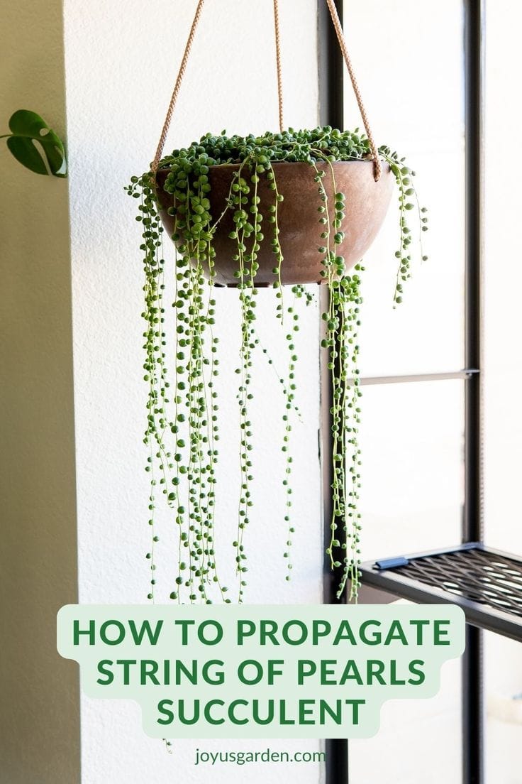 Propagating A String Of Pearls Plant Made Simple