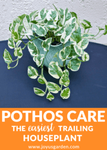 Pothos Plant Care: The Easiest Trailing Houseplant (2023 Guide)