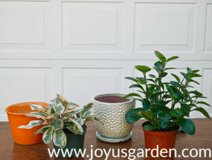 Repotting Peperomia Plants (Plus The Proven Soil Mix To Use!)