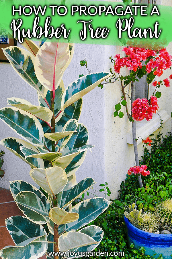 How To Propagate A Rubber Plant By Air Layering | Joy Us Garden