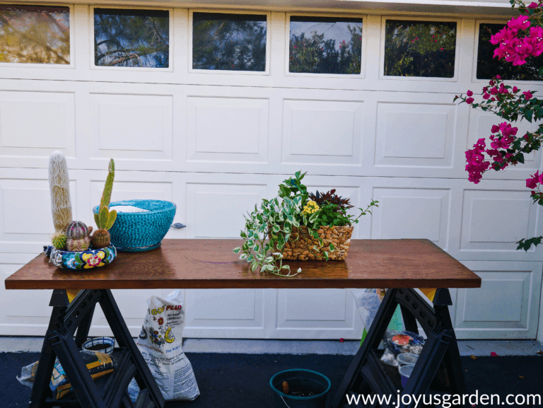 Dish Gardening 101 Designing Planting And Care Joy Us Garden