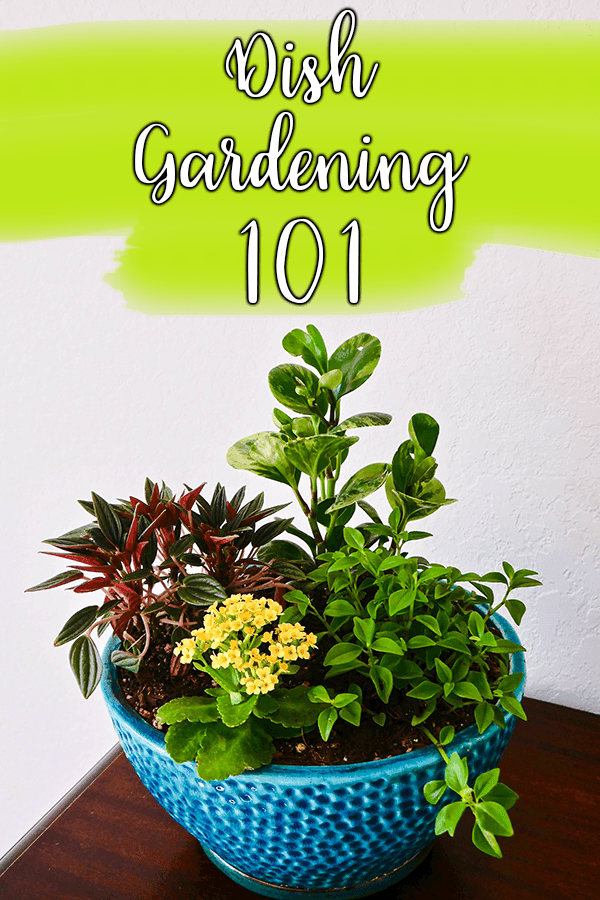 Dish Gardening 101 Designing Planting And Care Joy Us Garden