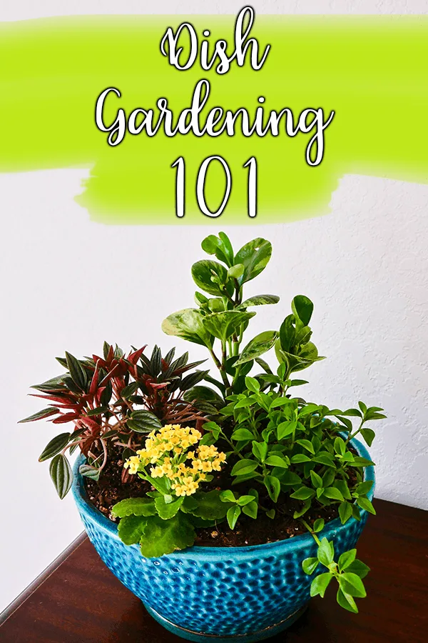 Dish Gardening 101: Designing, Planting & Care | Joy Us Garden