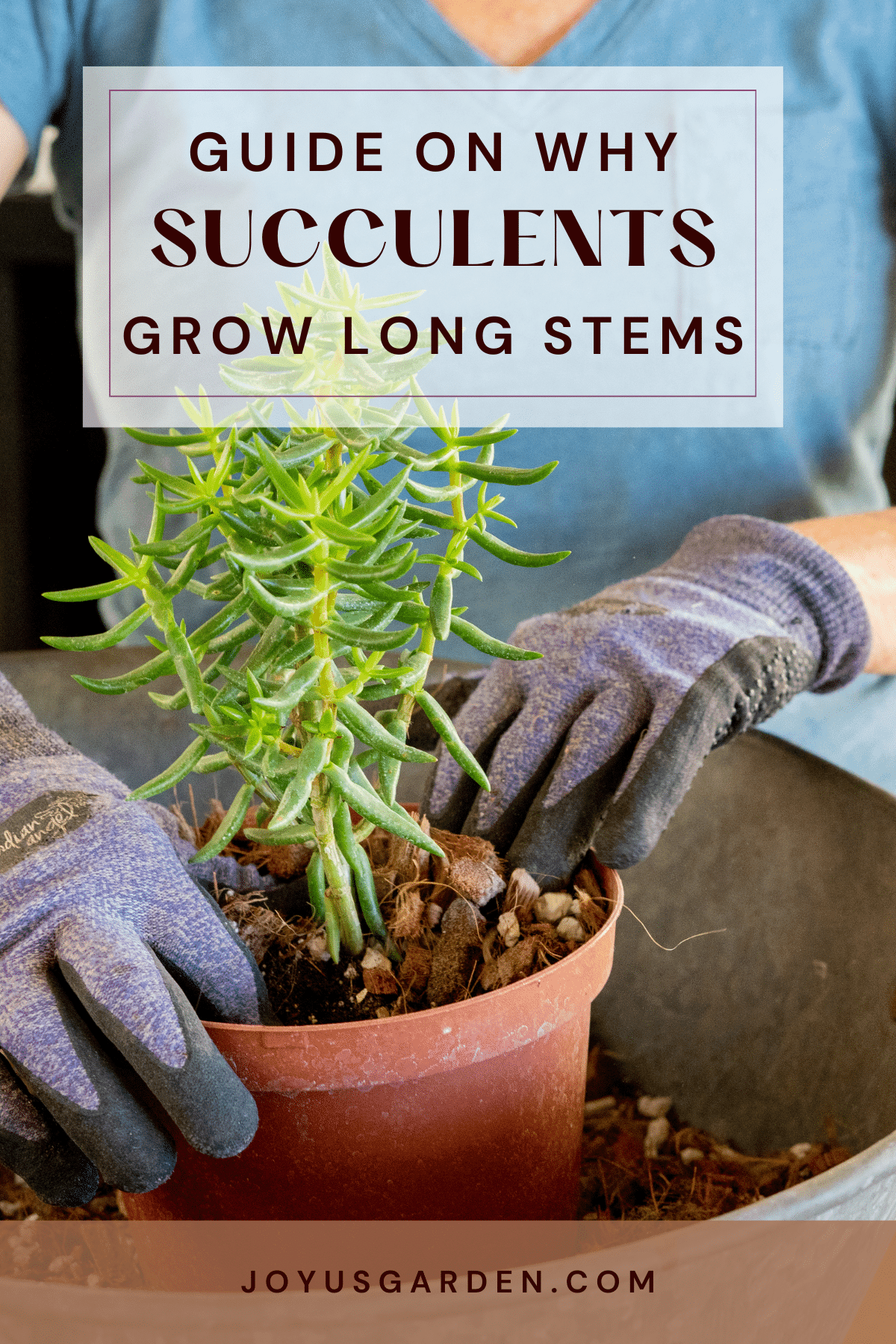 Succulents With Long Stems: How To Fix Leggy Stems