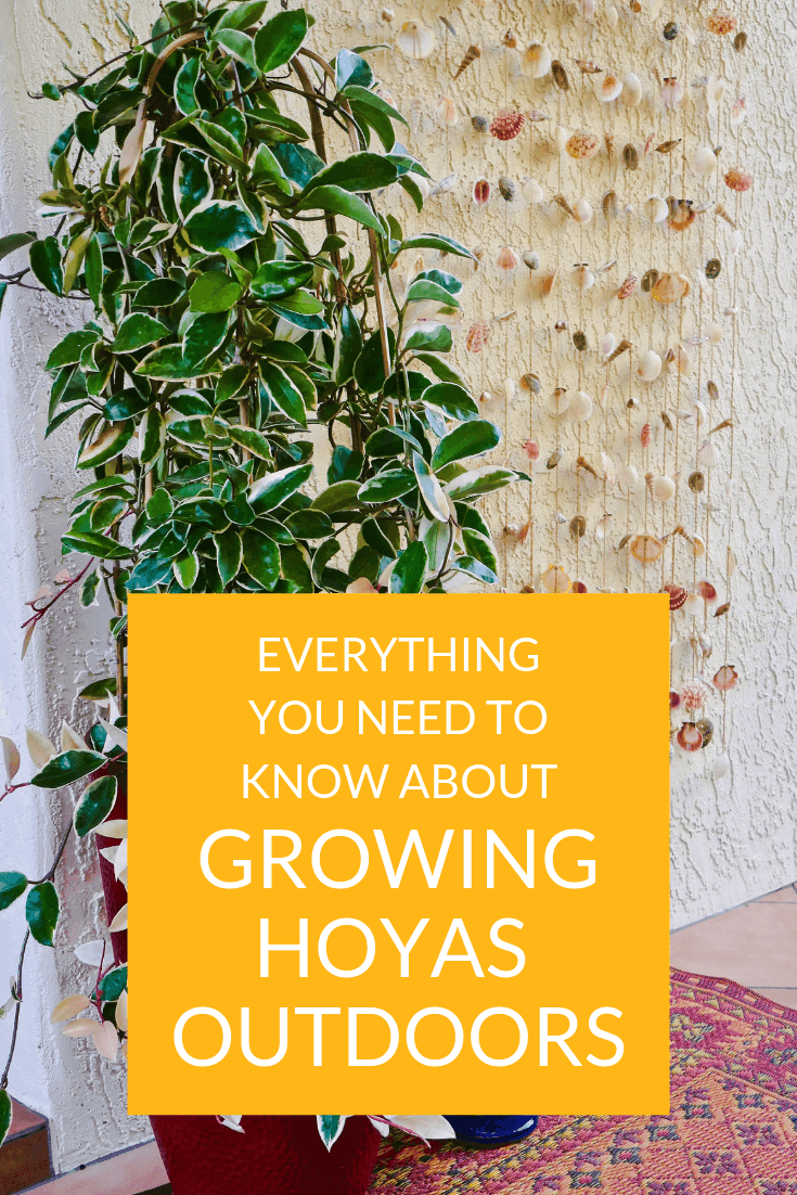 Care Tips For Growing Hoya Plants Outdoors | Joy Us Garden