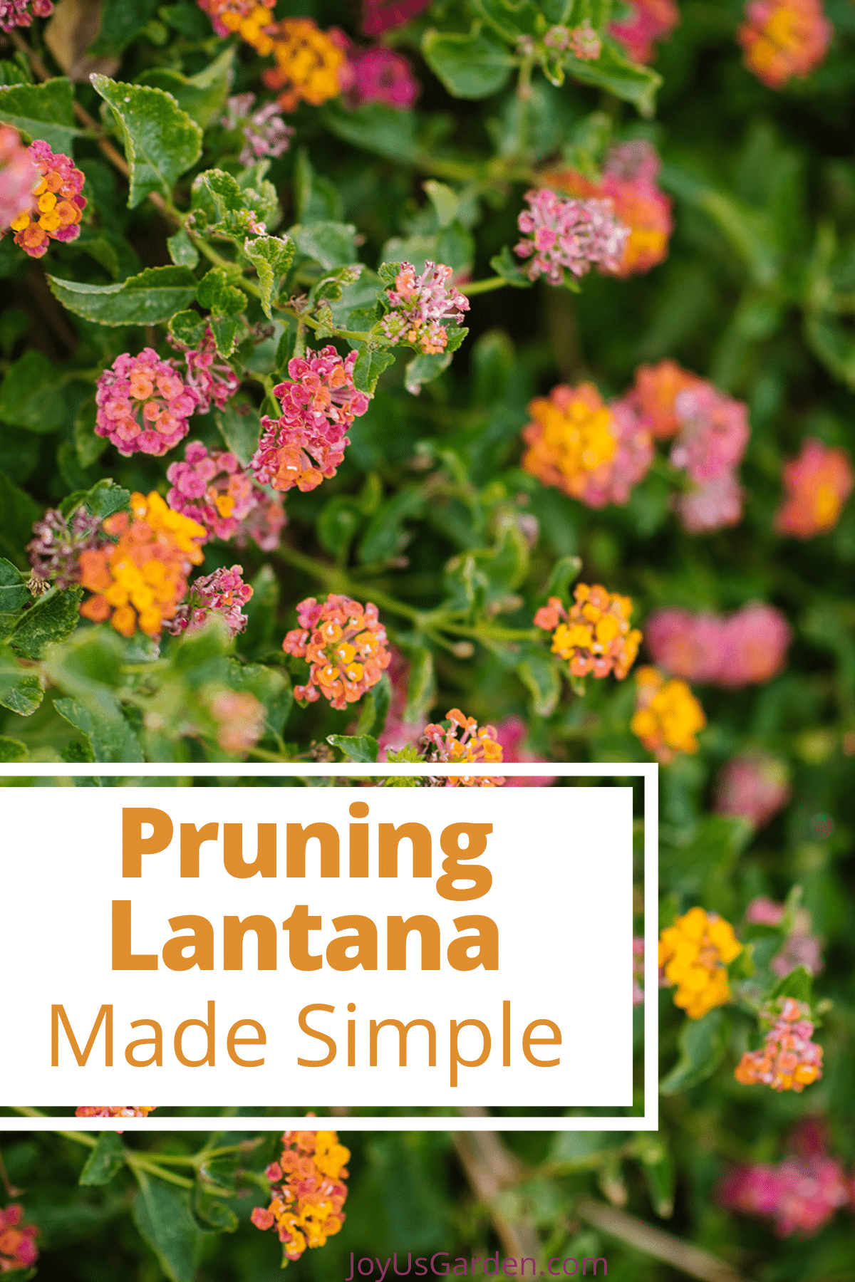 Pruning Lantana: Key Tips For Healthy Plants & Abundant Blooms