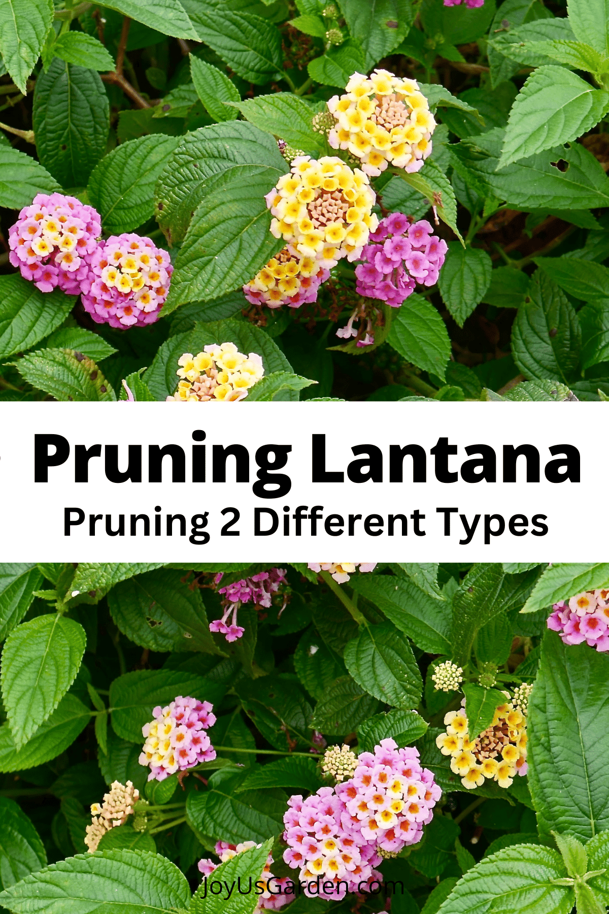 Pruning Lantana: Key Tips For Healthy Plants & Abundant Blooms
