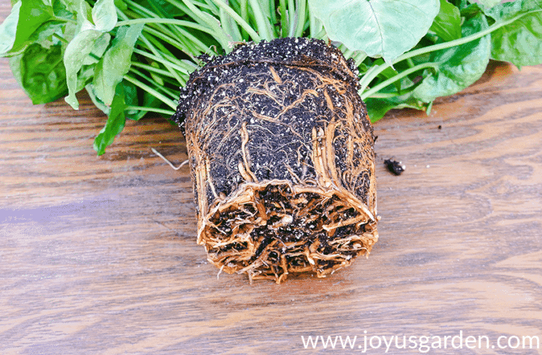 Houseplant Repotting: Arrowhead Plant - Joy Us Garden