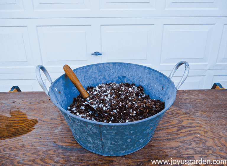 Cactus and Succulent Potting Mix: Easy Recipe For Healthy Plants