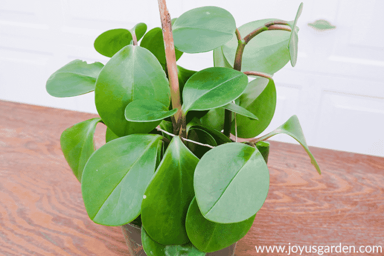 How To Plant Baby Rubber Plant Cuttings | Joy Us Garden