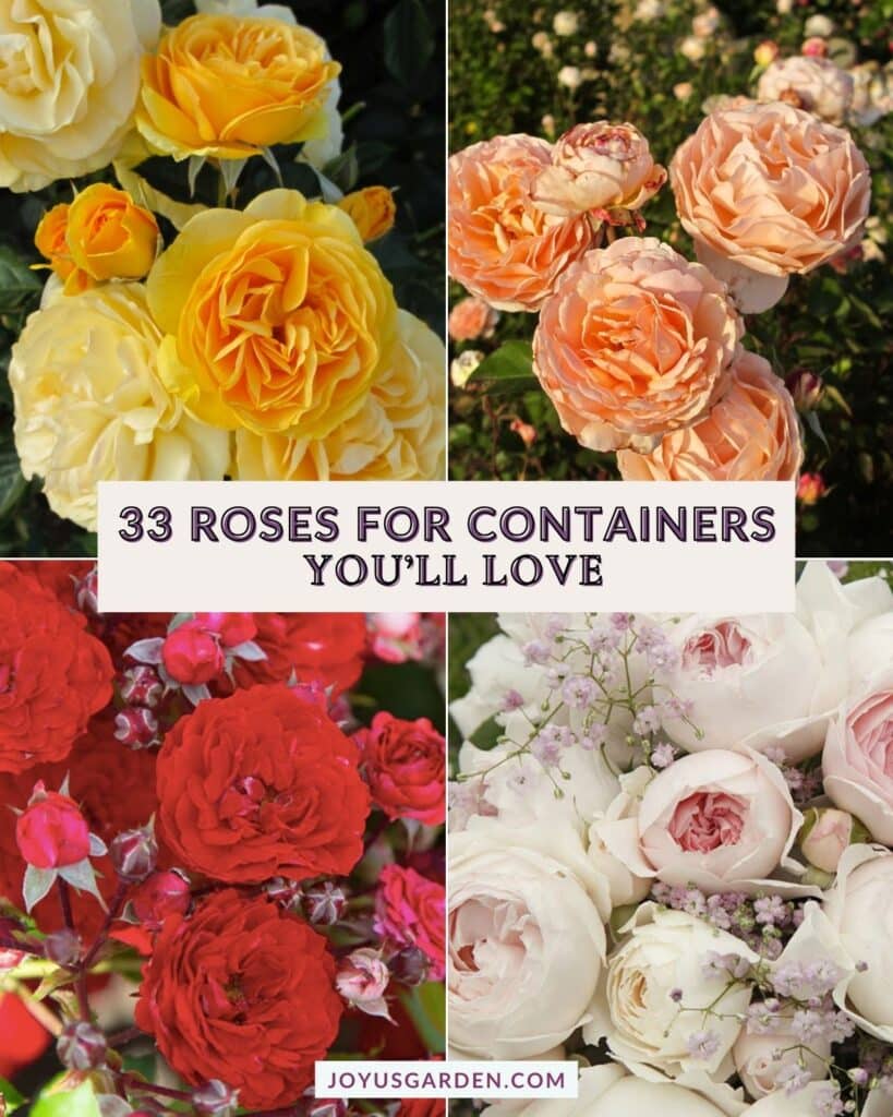 33 Roses For Containers; Plus Care & Growing Tips
